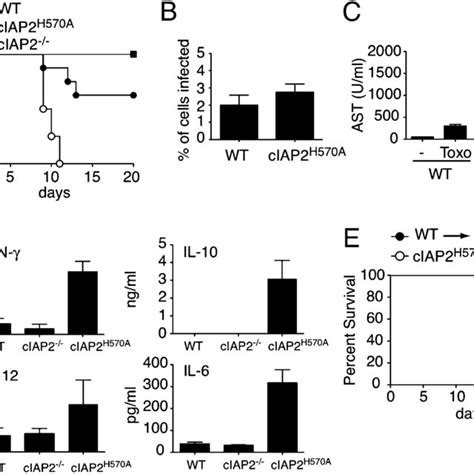 c iap2 h570a mice succumb to t gondii infection a wt n 8