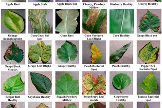 Plant Disease Detection Devpost