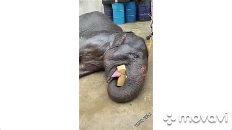 смешные звери Youtube