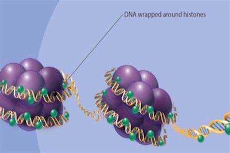 Histone Code A Challenge To Evolution An Inference To Design Jonathan Mclatchie Writer
