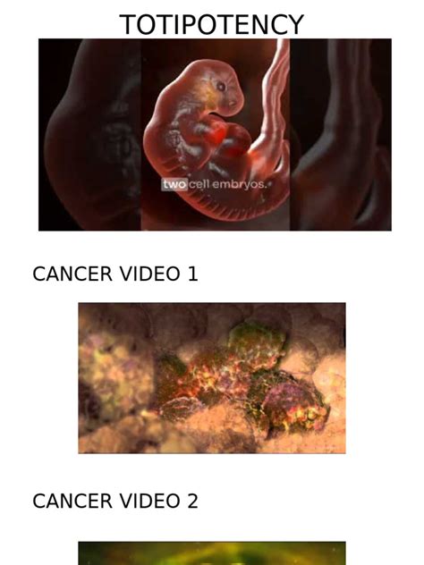 Totipotency And Cancer Pdf