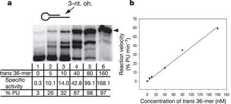 Kinetics Of Pol V Transactivation By Recassdnaa Pol V Catalysed