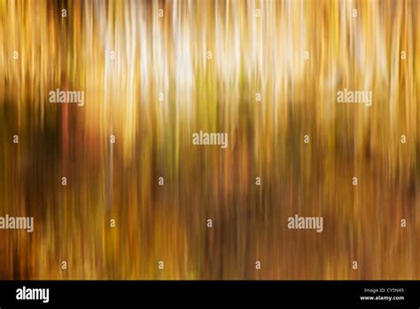 Late Summer Grasses Reflected On Water Surface Big Bog State