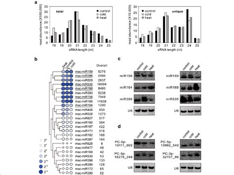 SRNA And MiRNA Expression Profiling In Banana A Length Distribution Of Download Scientific