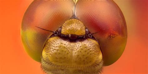 Fast Efficient Neural Networks Copy Dragonfly Brains Ieee Spectrum