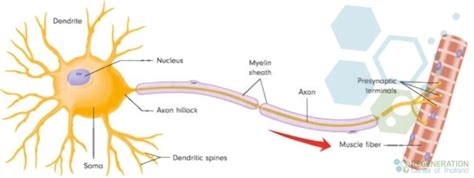 Motor Neuron Neurotransmitter