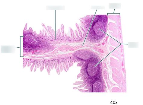 Lab Eight Histology Ileum Diagram Quizlet