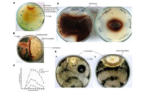 Representative Pictures Of The Pairing Experiments Of Trichoderma Download Scientific Diagram