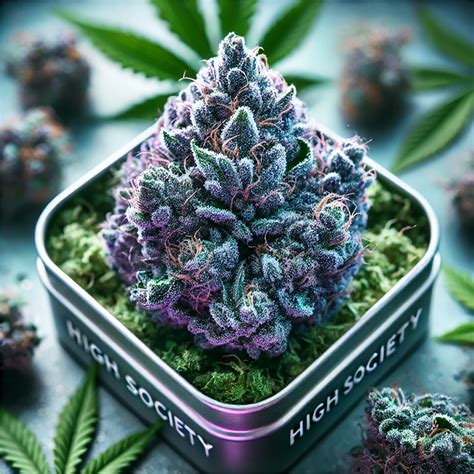 Uncover The Secrets Of The Legendary Blueberry Cannabis Strain High