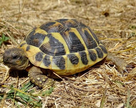 Hermann Tortoise Life Expectancy How Long Do Hermann Tortoises Live
