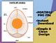 Egg Anatomy Diagram Educational Poster Parts Of A Chicken Duck Egg