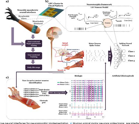 Figure 2 From Neuromorphic Decoding Of Spinal Motor Neuron Behaviour