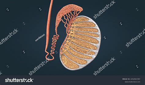 고환과 에피디미스 횡단면 3d 그림 스톡 일러스트 2252903787 Shutterstock