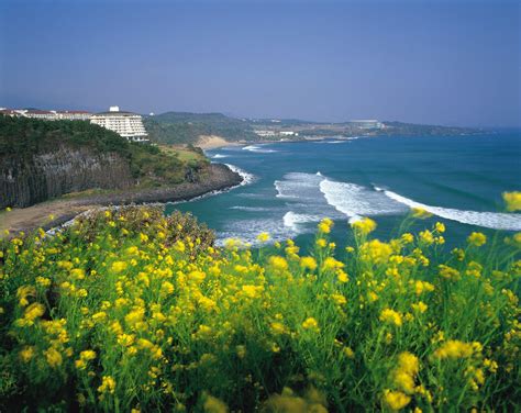 Jeju Island Wallpapers Top Free Jeju Island Backgrounds Wallpaperaccess