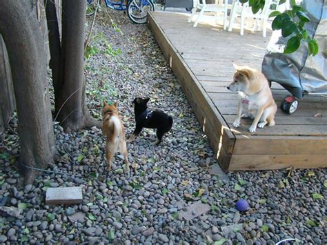 From L To R Taro Rinji And Mika Shibas Taro Very Small Re… Flickr