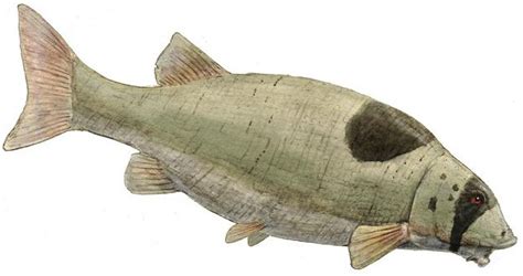 Lepidotes Sciifii Wiki Fandom