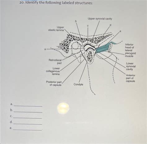 Solved Identify The Following Labeled Structures A B Chegg