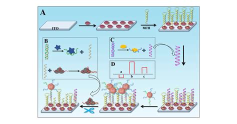 Multifunctional Photoelectrochemical Biosensor Based On Znin2s4zns Qds