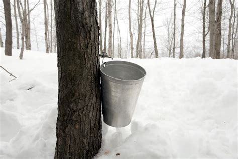 Can You Tap Silver Maple Trees Everything You Need To Know