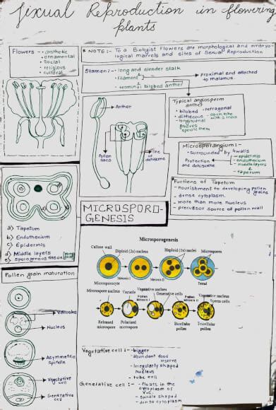 NCERT Short Notes For NEET Handwritten Notes PDF Shop Handwritten Notes SHN