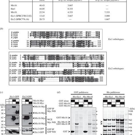 Eic1 And Eic2 Are Mis18 Interacting Proteins A Lc Ms Ms Analysis Of Download Scientific