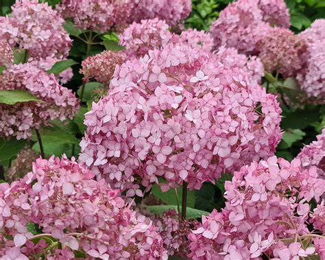 Hydrangea 'Candybelle Bubblegum' bare roots — Buy online at Farmer Gracy UK