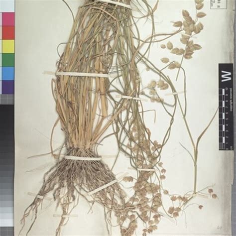 Lectotype Of The Name Eragrostis Plana Nees Barcode P00439402 © Download Scientific