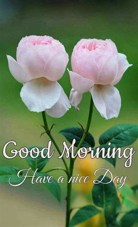 Good Morning Beautiful Pictures