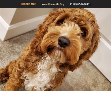 Adopt 23070700131 ~ Cockapoo Rescue ~ London Ontario