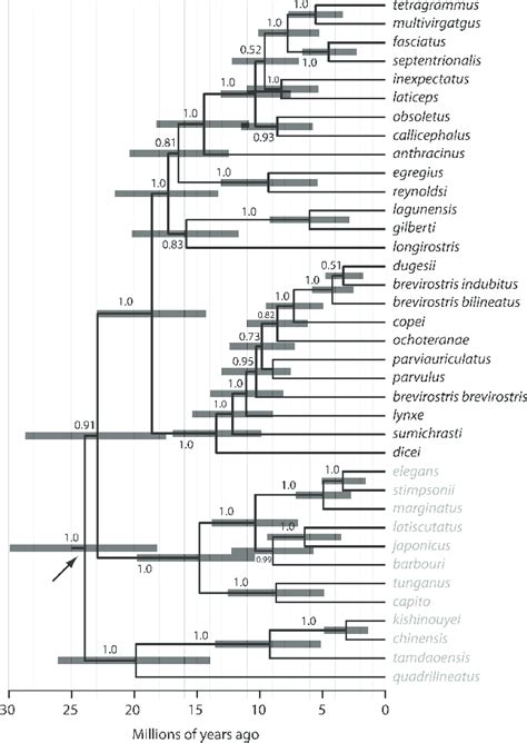 Chronogram Of Plestiodon Species Inferred From A Partitioned Bayesian