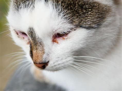Cat Eye Infection Causes Symptoms And Remedies