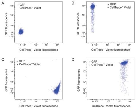 Cfse升级 Celltrace细胞增殖检测试剂盒 赛默飞 Thermo Fisher Scientific Cn