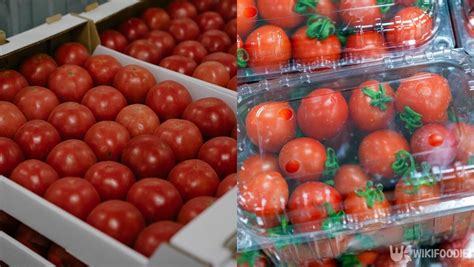 토마토vs방울토마토…둘의 차이점 낱낱이 파헤쳐드립니다 위키푸디 Wikifoodie