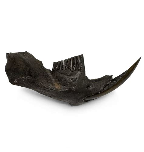 Fossils For Sale Fossils Rare Fossil Round Tail Muskrat Jaw From The Pleistocene Of