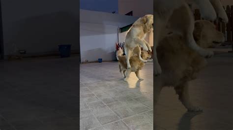 Ytshorts Youtubeshorts Trending Subscribe Youtube