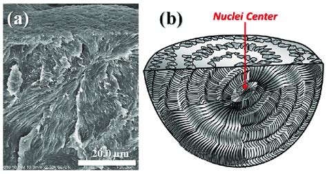 Asymmetric Growth From The Nucleus In Type 1 Pnt Ring Bands A Sem Download Scientific