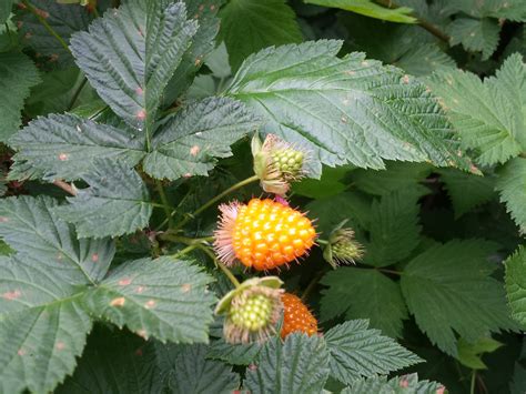 Salmonberry Rubus Spectabilis Salmonberry Rubus Spectab… Flickr