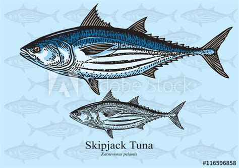 Tuna Vector At Collection Of Tuna Vector Free For