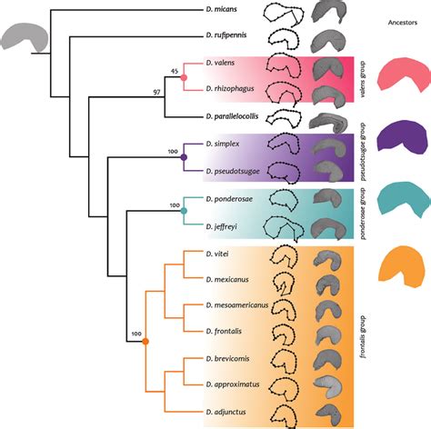 Phylogenetic Tree From Total Evidence Molecular And Morphological Data
