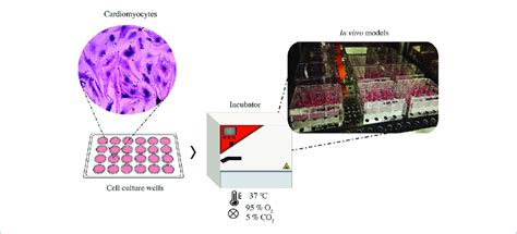 Scheme Of In Vitro Models Of Cardiac Cells Under Controlled Conditions Download Scientific