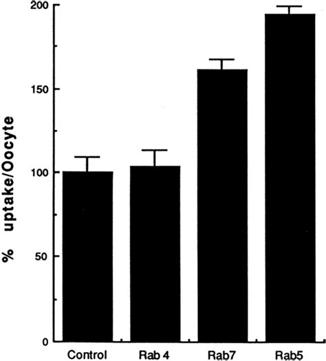 Effect Of Different Rab Proteins On Hrp Uptake In Oocytes Oocytes Were Download Scientific