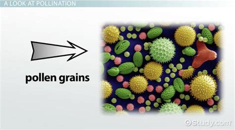 What Is The Importance Of Pollen Grains In Flowering Plants Best