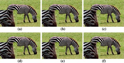 Visual Comparison Of Zebra Reconstructed By Different Methods A