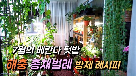 베란다 텃밭정원 해충 총채벌레 방제 레시피 월의 베란다텃밭 근황 홈파밍 천연살충제 만들기 YouTube