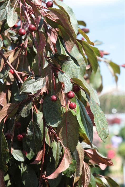 Crabapple Ruby Tears Chalet