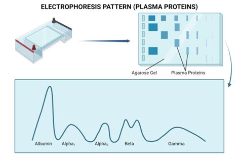 Plasma Proteins A Comprehensive Review My Endo Consult