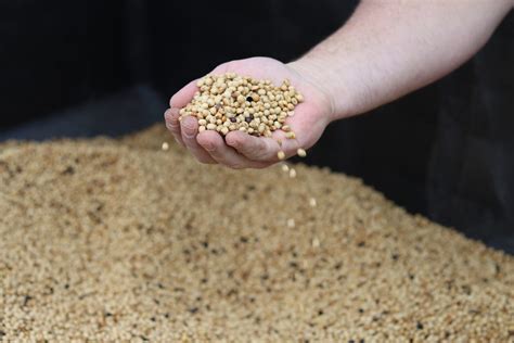 Optimizing High Oleic Missouri Soybeans