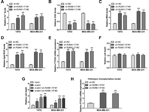 Runx1 It1 Inhibits Ferroptosis A D The Levels Of Fe 2 Gsh Mda And