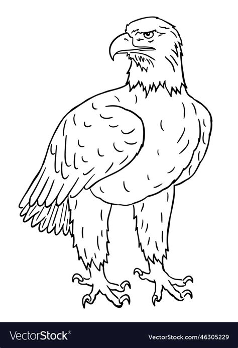 Detailed Bald Eagle Sketch Royalty Free Vector Image