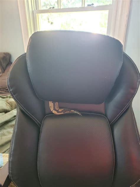There Is 4 Feet Of Python In My Chair Rsnakes